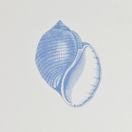 The Printery - Common Shell Notepad – HIVE Home, Gift and Garden